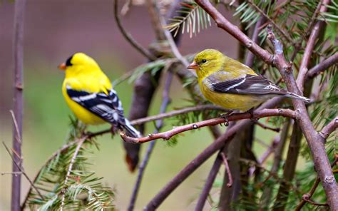 Eastern Goldfinch State Bird