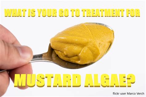 Get Rid Of Mustard Algae Talking Pools Podcast News