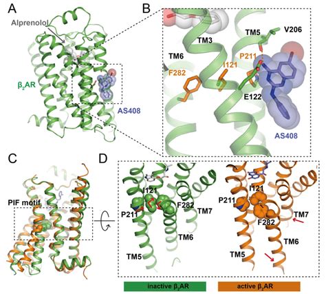 Ncb：清华刘翔宇课题组等人揭示β2肾上腺素受体别构调节剂as408的作用机制 知乎