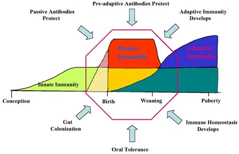 The Critical Window Of Immunological Development The Factor Affecting