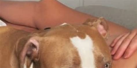 임신한 엄마 배에서 아기가 발로 차자 강아지가 보인 반응 애니멀 플래닛