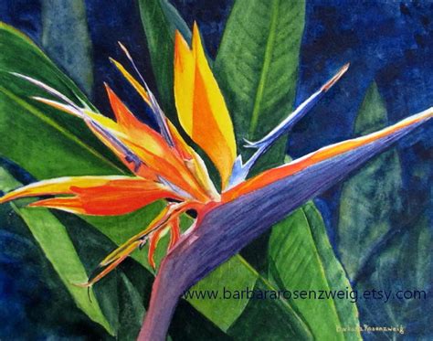 Bird Of Paradise Flower Painting At Viimilablog Blog