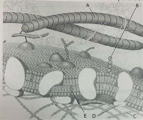 Biology 211 Exam 2 Chapters 5 Lipids 8 Flashcards Quizlet