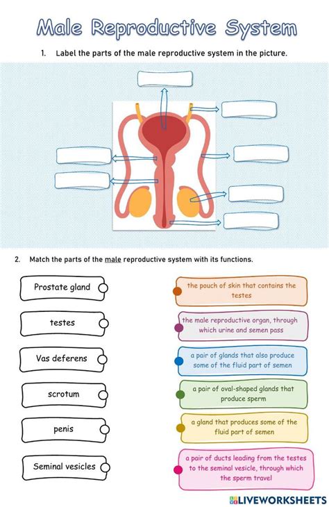 Male Reproductive System Exercise For Grade 5 Reproductive System