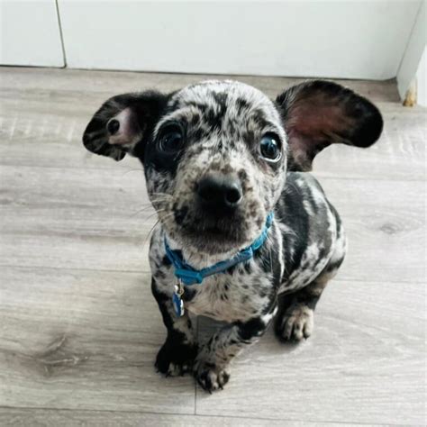 Dachshund Mixes Discover 33 Adorable Hybrid Doxies [2024]