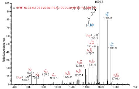 Nano Hplc Nano Esi Ltq Orbitrap Ms Ms Analysis Of A Cross Linked Download Scientific Diagram