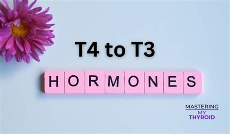 Understanding T4 To T3 Conversion What You Need To Know For Thyroid Health Mastering My Thyroid