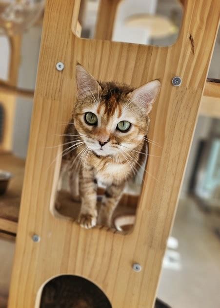 뱅갈믹스 무무 고양이 책임분양 ♥ 아이조아 유기방지입양 파양 강아지보호소 고양이보호소 무료분양센터