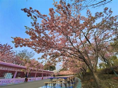 旅游（247）：大渔樱 中关村在线摄影论坛