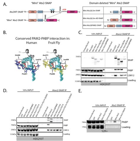 A Minimized Ataxin 2 Construct Containing Only The Known Structured