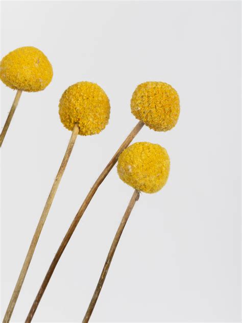 Краспедія жовта купити в Україні за низькою ціною • Dfb Elements