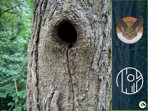 Bat Roost Creation Bats Research And Training