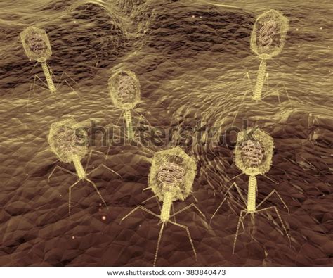 Bacteriophage Virus Electron Microscope