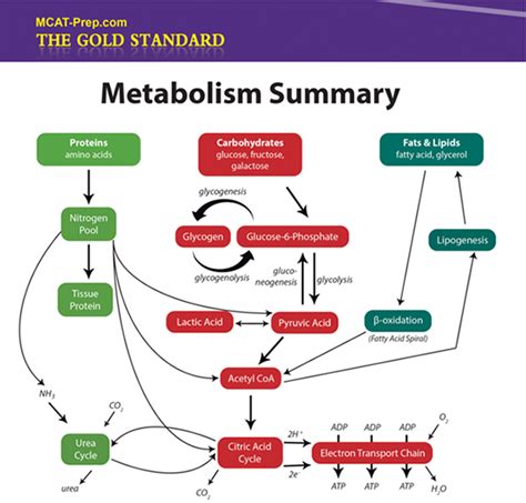 Metabolism Summary Biochemistry Teaching Biology Biochemistry Notes