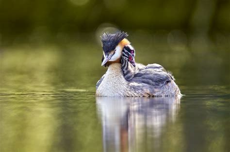 Nickerchen Foto And Bild Tiere Nature Wasser Bilder Auf Fotocommunity