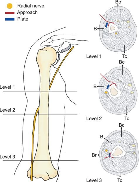Distal Humerus Anatomy