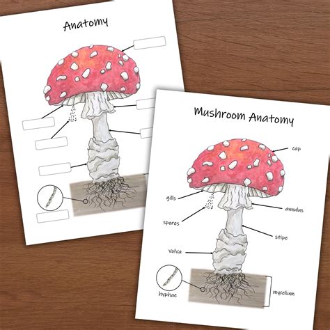 Mushroom Anatomy Printable Labeled And Unlabeled Diagrams With Parts Of