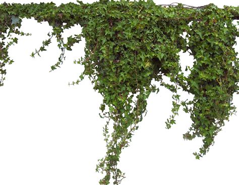 Edera Rampicante Benefici E Cose Da Sapere Su Questa Pianta