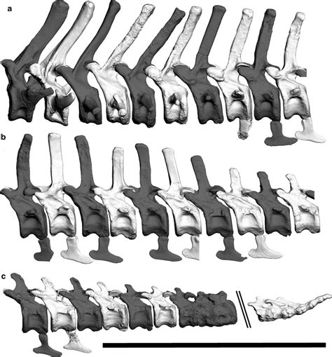 Laser Scan Based Digital Files Of The Tail Of The Mfn Mount In Left Download Scientific Diagram