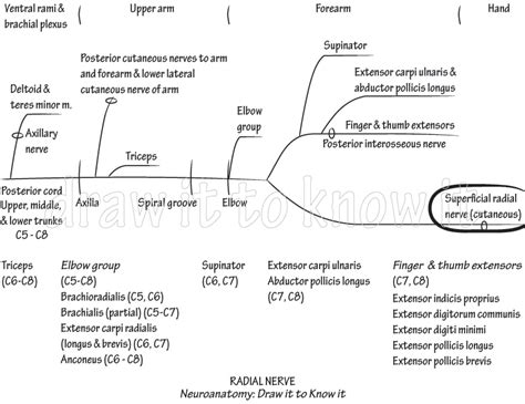 Gross Anatomy Glossary Superficial Radial Sensory Nerve Ditki