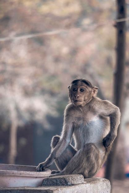 Sexy Monkey Images Free Download On Freepik
