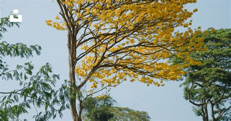 숲 한가운데에 노란 꽃이 피는 나무 사진 Unsplash의 무료 녹색 이미지