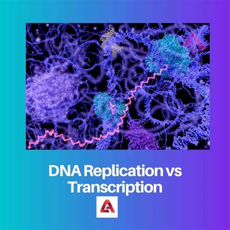 DNA Replication Vs Transcription Difference And Comparison