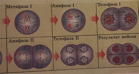 1 Рассмотрите фазы мейоза на рисунке 2 Обратите внимание на различие между профазой метафазой