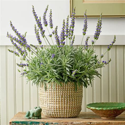 Indoor Lavender Plant Care At Andy Sage Blog