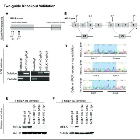 One Guide Knockout Validation A Schematic Illustrating The Domain