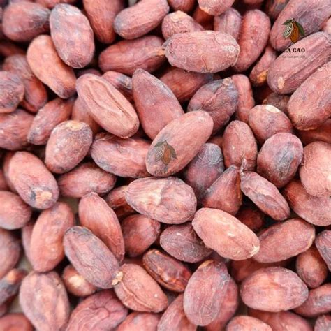 Hạt Ca Cao Khô Thô Lên Men Loại A Hạt Ca Cao Làm Bột Ca Cao Và Cao