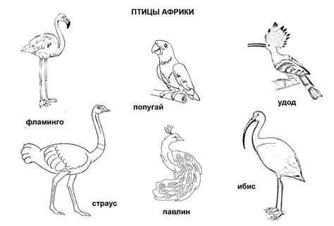 Раскраска «Птицы Африки»