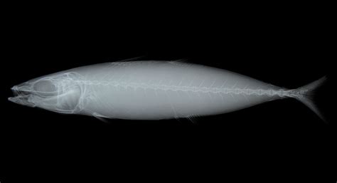 Decapterus Macarellus Cuvier 1833