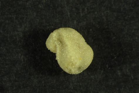 Segmentation Instance Segmentation Dataset By Pollen