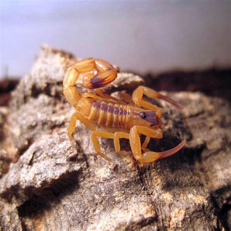 Yellow Scorpion Logo Brazilian Yellow Scorpion Tityus Serrulatus