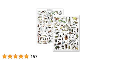 Garden Insect Identification Chart