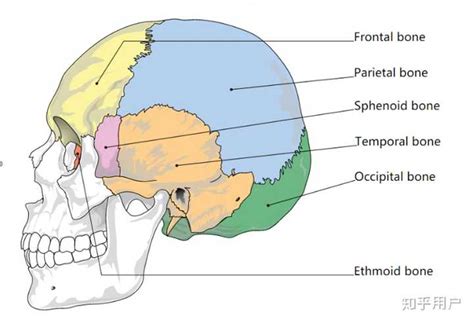 如何用身体部位击穿人类的头骨？ 知乎