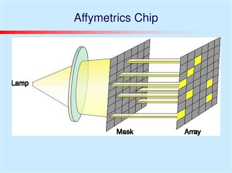 Ppt Border Length Minimization In Dna Array Design Powerpoint Presentation Id807475