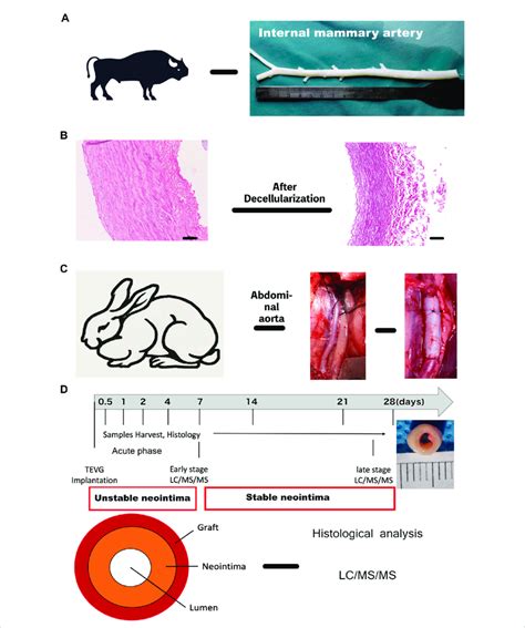 experimental design and workflow for the proteomic and histological