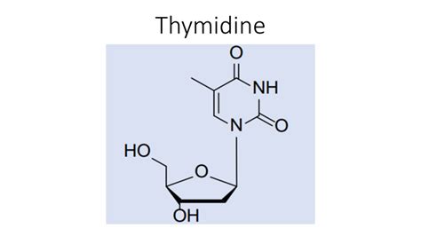 Thymidine Akonscientific