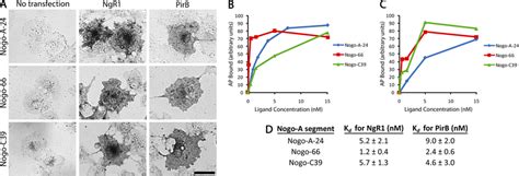 Three Domains Of Nogo A Bind To NgR1 And To PirB A COS 7 Cell Binding Download Scientific