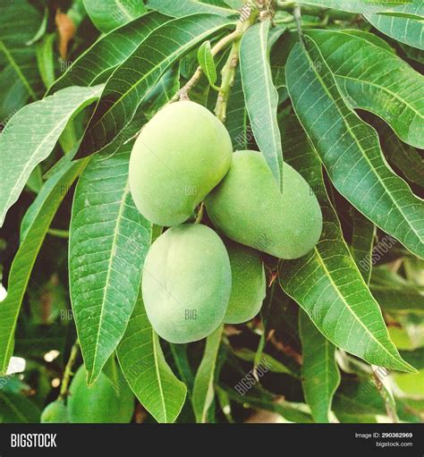 the big mango khloeterri