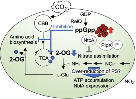 Ppgpp Accumulation Reduces The Expression Of Th