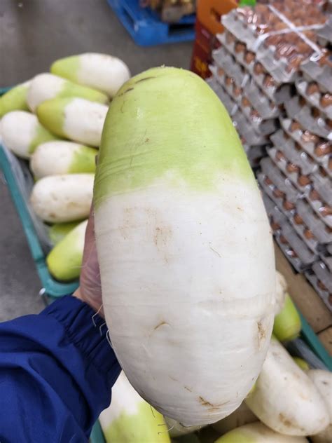 제주 월동무 단단하고 수분이 많은 무 특급중에서도 한 번 더 선별 완료했습니다😁 튼실한 제주 월동무 1개 1500원 1개