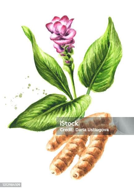 심 황 뿌리 잎과 꽃 흰색 배경에 격리 된 수채화 손으로 그린 일러스트레이션 생강에 대한 스톡 벡터 아트 및 기타 이미지 생강 식물학 꽃 식물 Istock