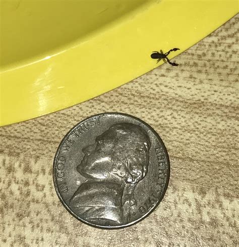 Scorpion Bug Album On Imgur