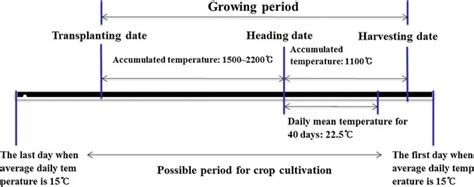 Process Of Optimal Paddy Rice Phenology Based On Accumulated Download Scientific Diagram