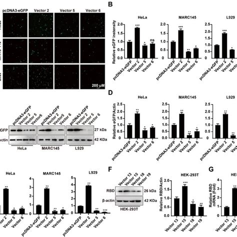 The Cmv Enhancer And Ef 1α Core Promoter Combination Increased Protein