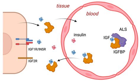 Role Of The Insulin Like Growth Factor System In Neurodegenerative Disease