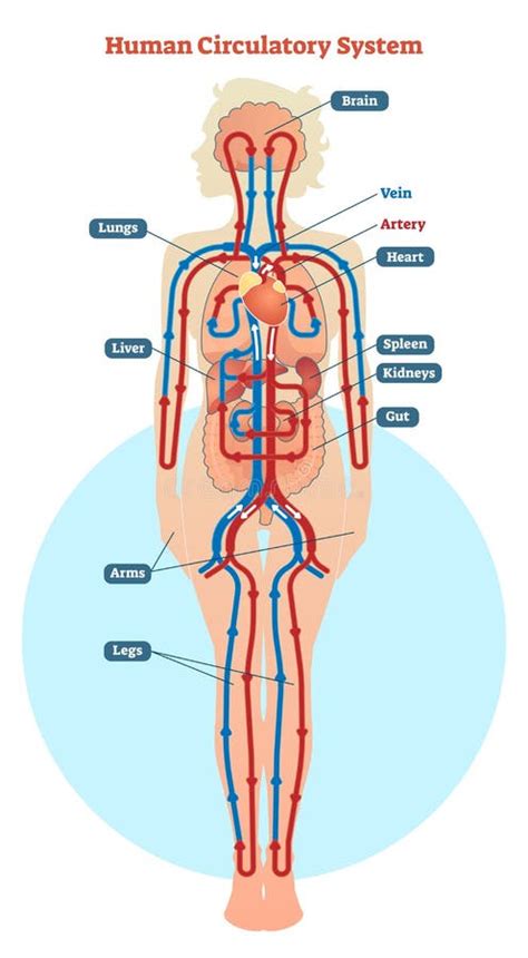 Blood Flow Human Circulatory System Stock Illustrations 4 662 Blood
